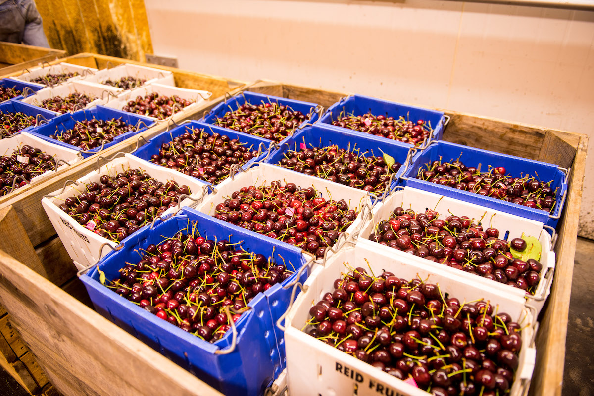 Picking and Packing Jobs - Tasmanian Cherries by Reid Fruits